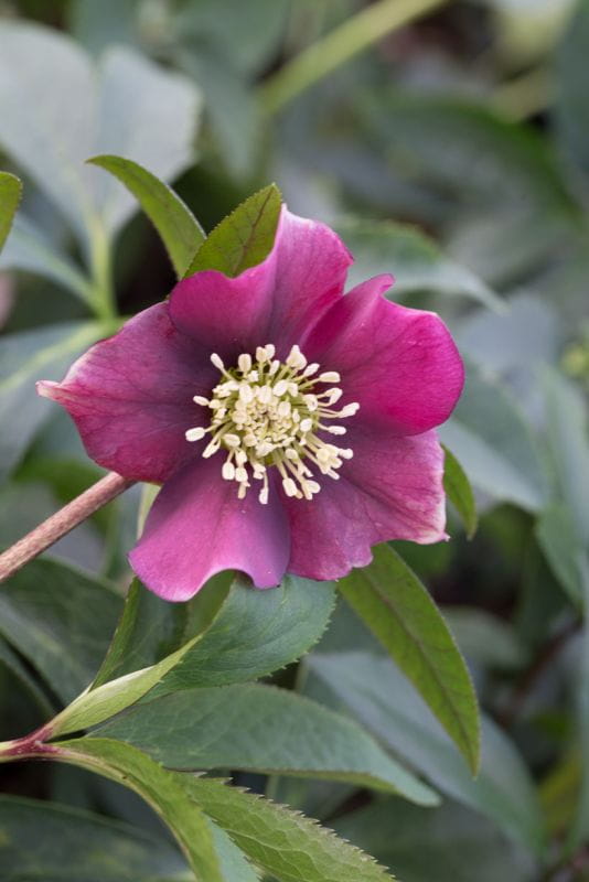 Christrose 'Pretty Ellen Red' • Helleborus x orientalis 'Pretty Ellen Red'