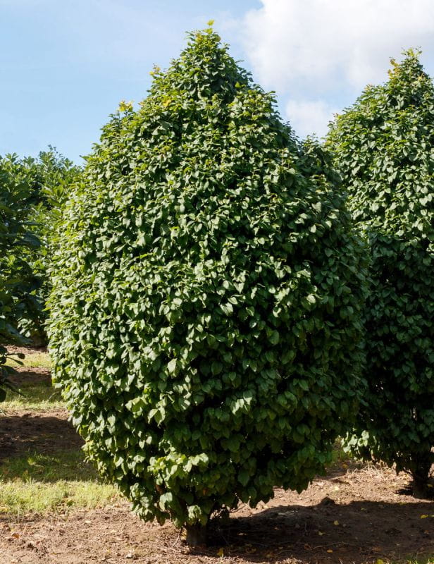 Hainbuche, Hainbuchenhecke, Weißbuche kaufen | Garten von Ehren