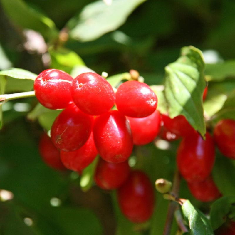 Kornelkirsche Cornus mas Kasanlaker kaufen - Garten von Ehren Qualität ...