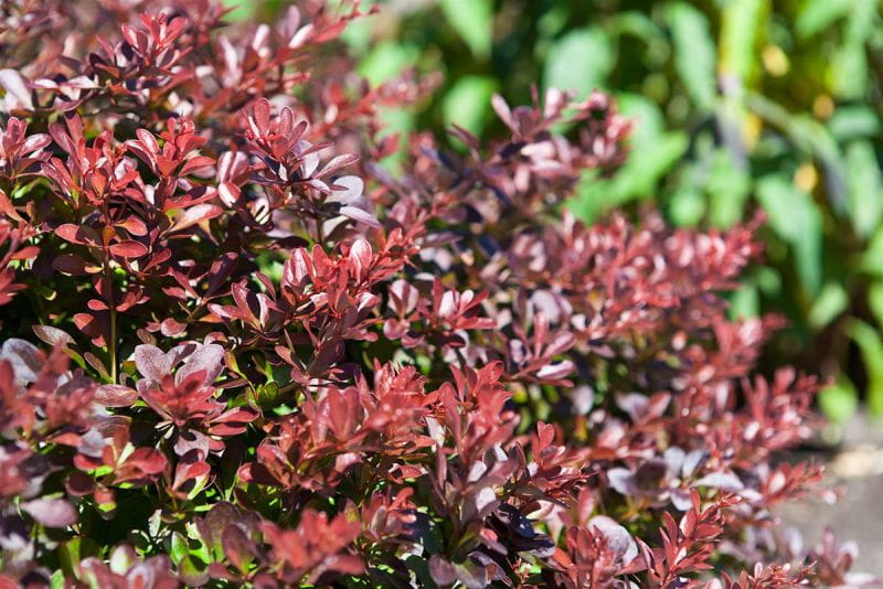 Berberitze kaufen | Garten von Ehren