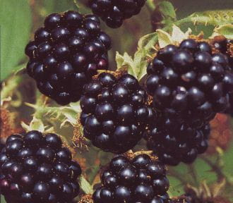 Brombeerstrauch (Brombeeren) kaufen | Garten von Ehren