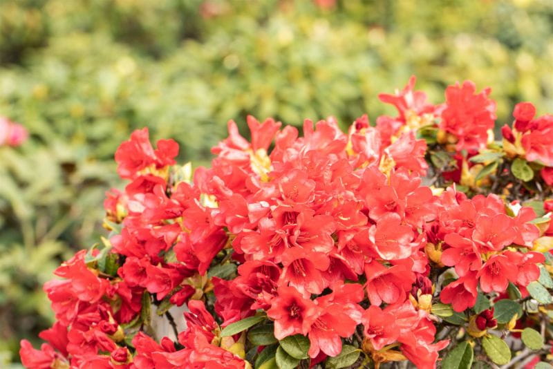 Rhododendron 'Baden-Baden' online kaufen | Garten von Ehren