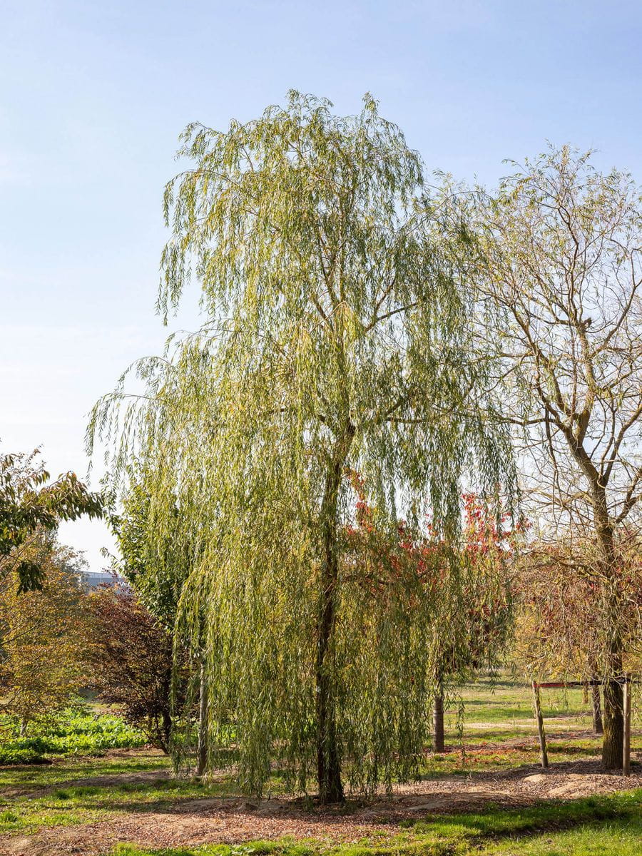 Trauerweide Gross Kaufen