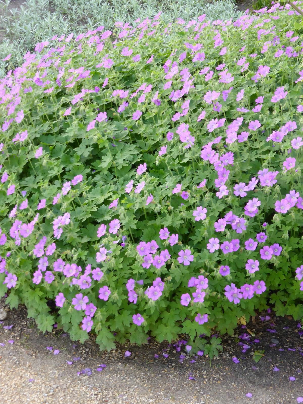 Teppich-Wollziest 'Silver Carpet' kaufen | Garten von Ehren