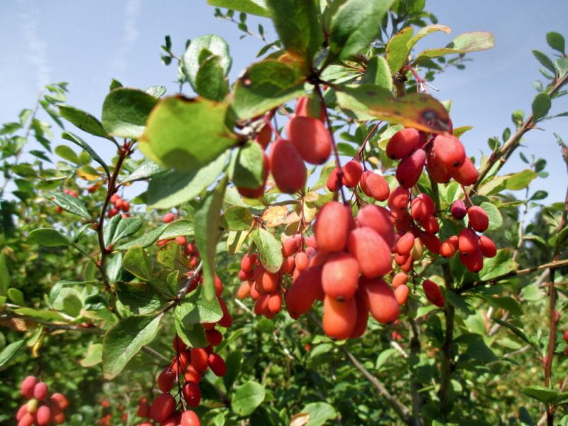 Berberitze kaufen | Garten von Ehren
