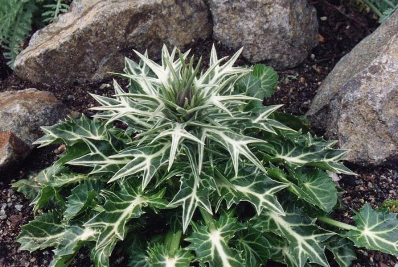 Distel Stauden günstig online kaufen | Garten von Ehren