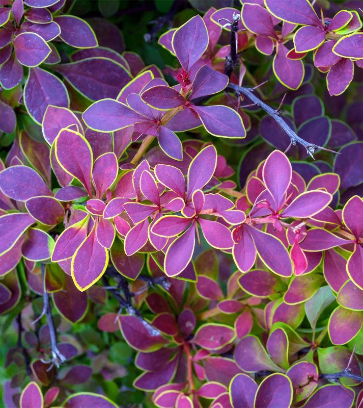 Berberitze kaufen | Garten von Ehren