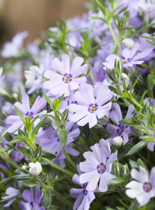 Bodendecker Stauden kaufen | Garten von Ehren