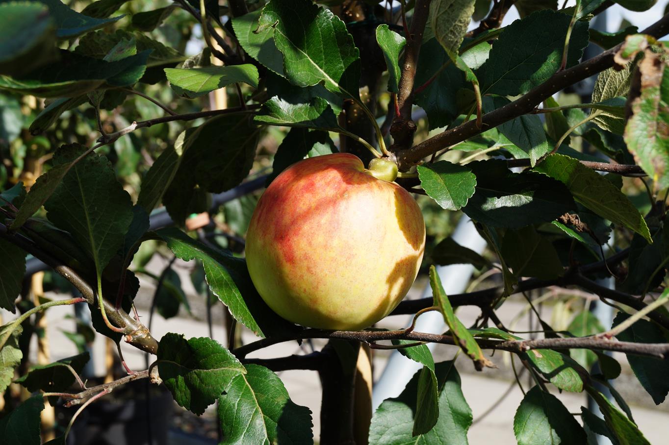 Apfelbaum James Grieve kaufen - Garten von Ehren Qualität seit 1865