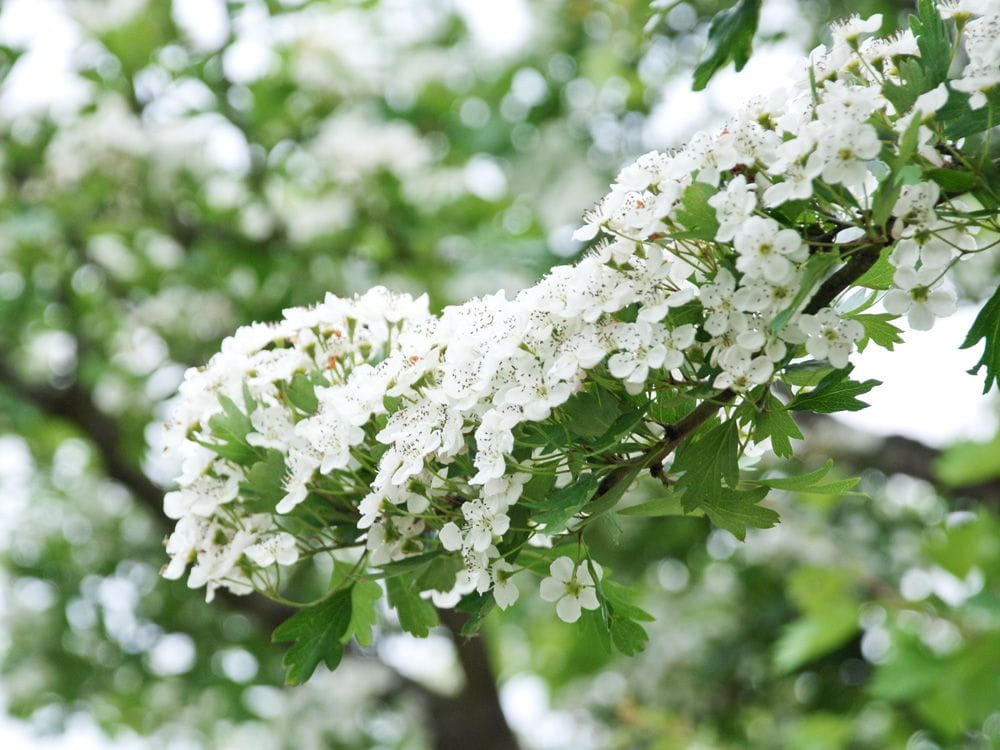 Gewöhnlicher Liguster / Gemeiner Liguster - Ligustrum vulgare | Hecke
