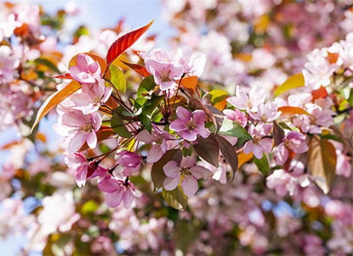 Laubbäume | Jetzt online bestellen | Garten von Ehren