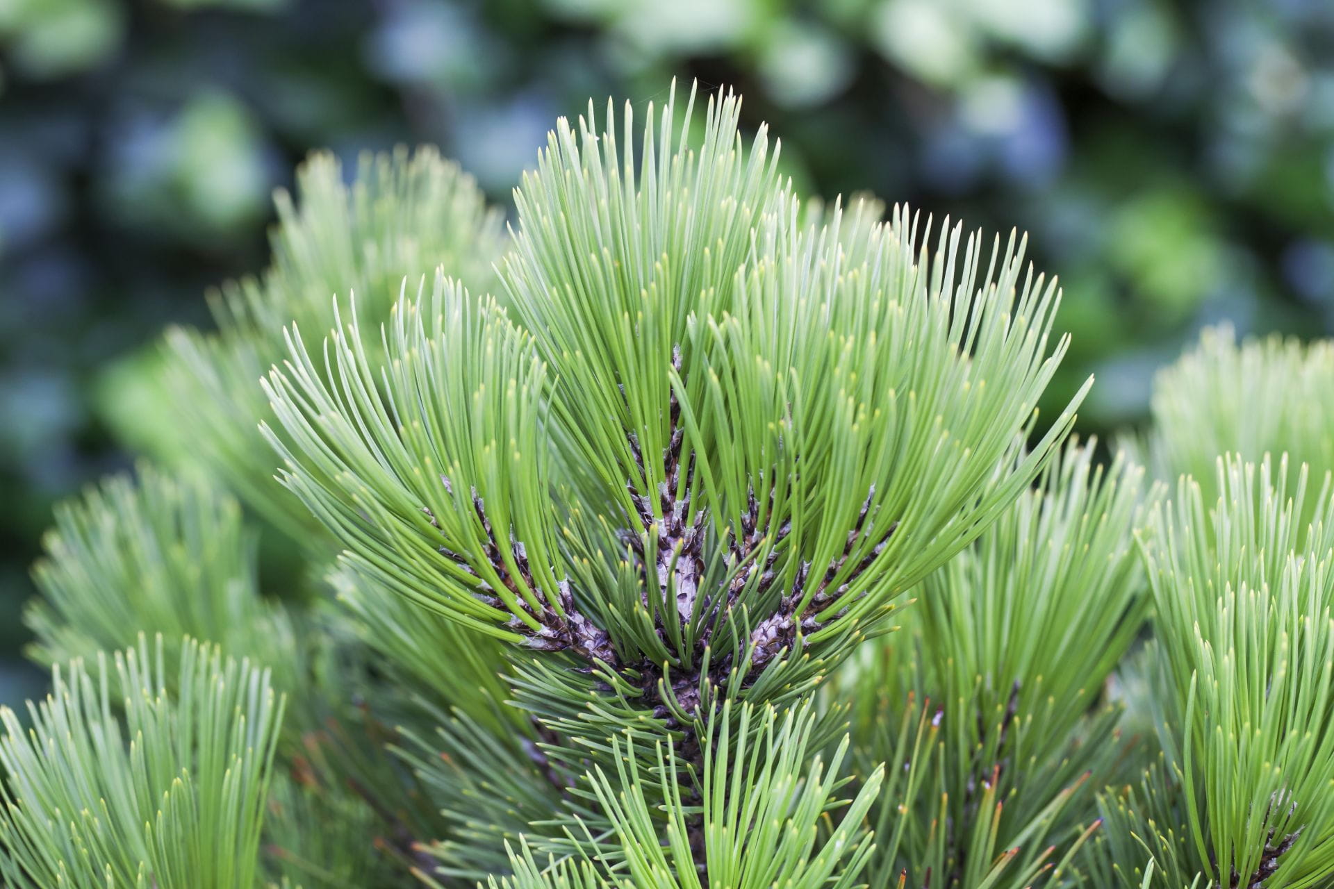 Säulenschwarzkiefer 'Green Tower' online kaufen | Garten von Ehren