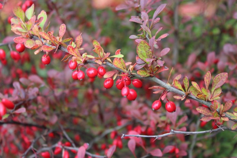 Berberitze kaufen | Garten von Ehren