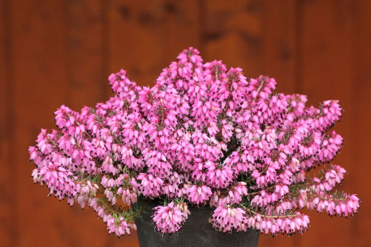 Heide | Pflanzen-Pflege | Garten von Ehren