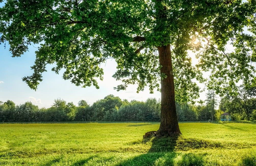 Klimabaum & Stadtbaum | Jetzt online bestellen
