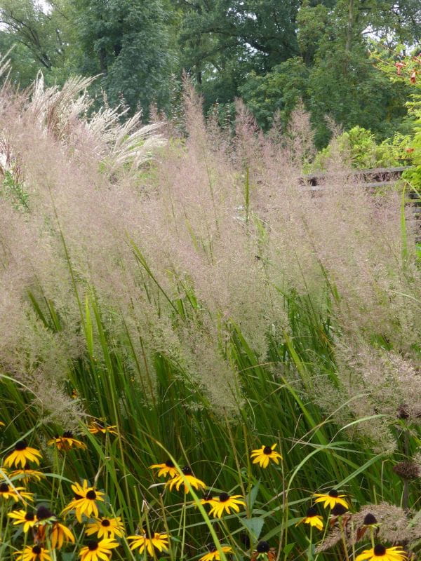 Diamantgras kaufen | Garten von Ehren