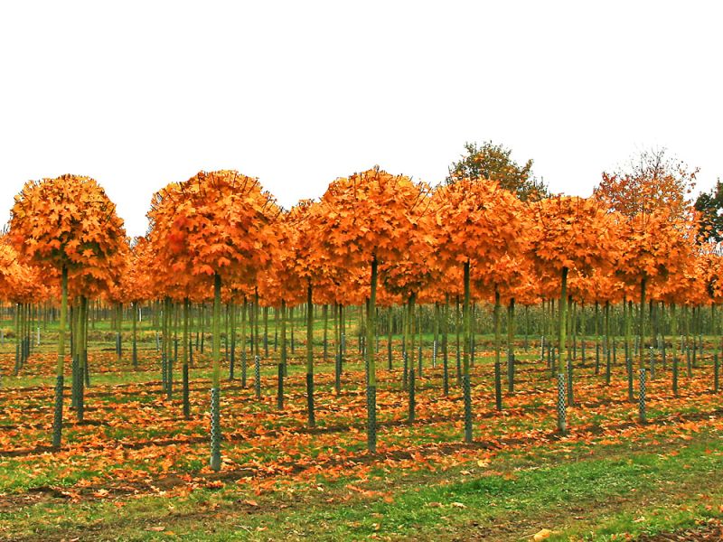 Kugelahorn Im Herbst